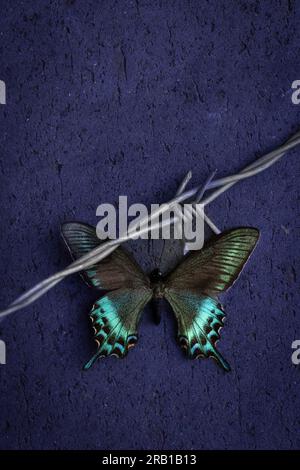 Butterfly under a barbed wire Stock Photo - Alamy