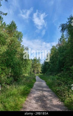 Path through Cannock Chase, Staffordshire Stock Photo - Alamy