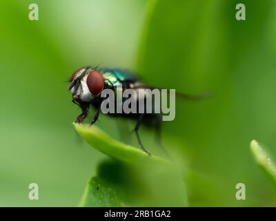 Lucilia sericata, known as Common green bottle fly, European green ...