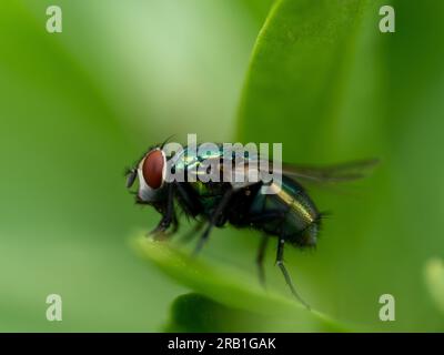 Lucilia sericata, known as Common green bottle fly, European green ...