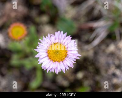 Subalpine Fleabane (Erigeron glacialis glacialis Stock Photo - Alamy