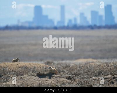 Prairie dogs in front of Denver skyline with mountains Stock Photo - Alamy