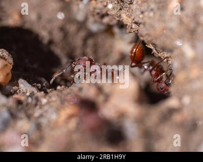 Western Harvester Ant (Pogonomyrmex occidentalis Stock Photo - Alamy