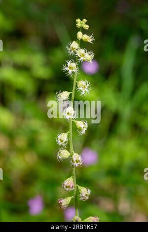 Close up of bigflower tellima (tellima grandiflora) flowers in bloom ...