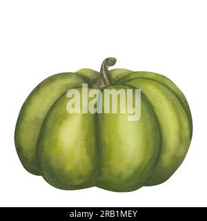 Green pumpkin clipart. Thanksgiving Day or harvest festival. Hand drawn ...