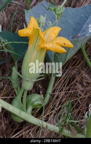 Buffalo Gourd (Cucurbita foetidissima Stock Photo - Alamy