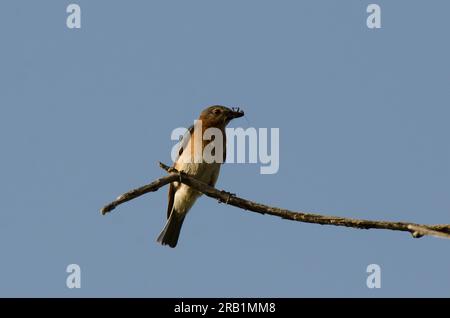 Eastern Bluebird, Sialia sialis, with Field Cricket, Gryllus sp., prey ...