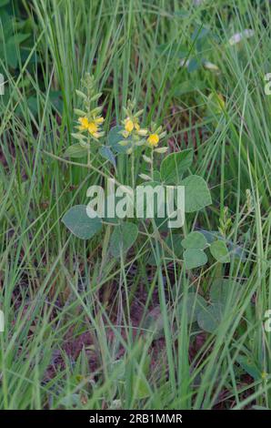 Prairie Snoutbean, Rhynchosia latifolia, in fruit Stock Photo - Alamy