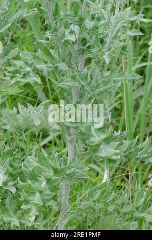 Wavyleaf Thistle, Cirsium undulatum, leaves Stock Photo - Alamy