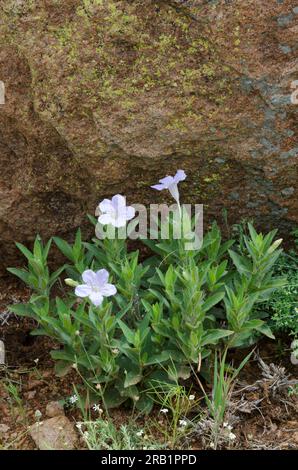 Prairie Petunia, Ruellia humilis Stock Photo - Alamy