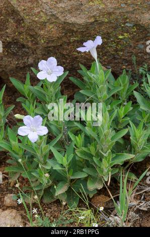 Prairie Petunia, Ruellia humilis Stock Photo - Alamy