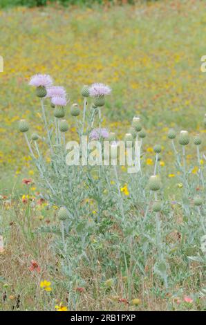 wavyleaf thistle (Cirsium undulatum Stock Photo - Alamy
