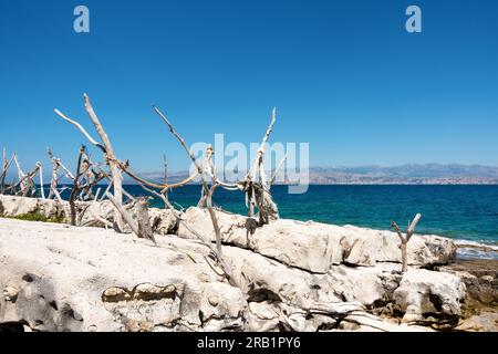 Tree branches forming artistic figures in the north-east cape of Corfu ...