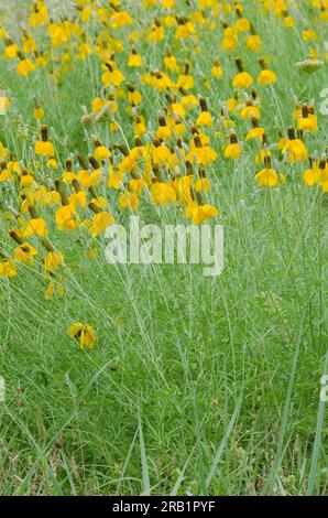 Mexican Hat (Ratibida columnifera) flowers in field, North America ...