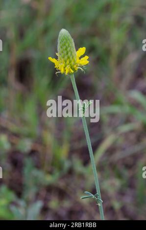 Golden Prairie Clover, Dalea aurea Stock Photo - Alamy