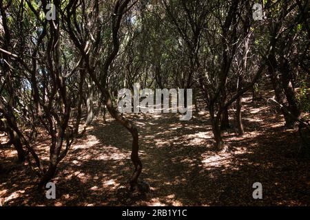 Path inside the shadows of the dense forest in Erimitis, Corfu, Greece ...