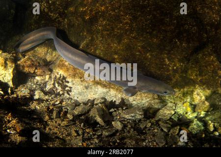 European eel is laying on the bottom. Eel during night dive in the lake ...