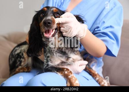 Female veterinarian brushing cocker spaniel's teeth in clinic Stock ...