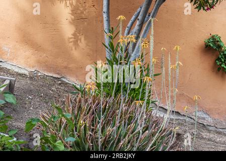 Orange flowers of aloe plants with long stems in a garden with peeling ...