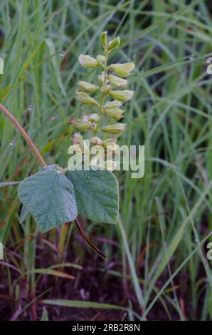 Prairie Snoutbean, Rhynchosia latifolia Stock Photo - Alamy