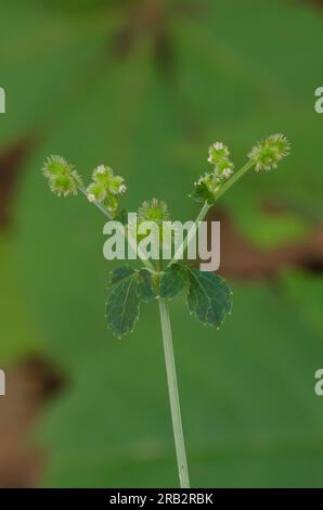 Canadian Blacksnakeroot, Sanicula canadensis Stock Photo - Alamy