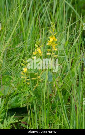 Prairie Snoutbean, Rhynchosia latifolia Stock Photo - Alamy