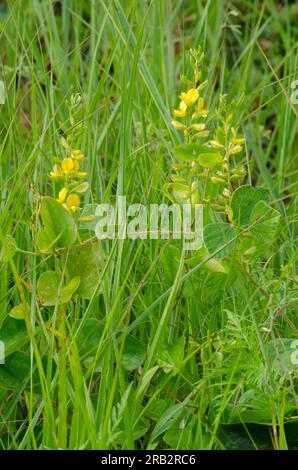 Prairie Snoutbean, Rhynchosia latifolia Stock Photo - Alamy