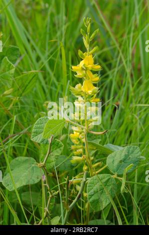 Prairie Snoutbean, Rhynchosia latifolia Stock Photo - Alamy