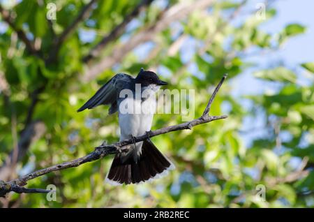 Eastern Kingbird, Tyrannus tyrannus, stretching Stock Photo - Alamy