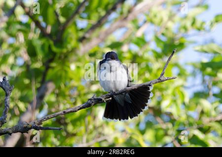 Eastern Kingbird, Tyrannus tyrannus, stretching Stock Photo - Alamy
