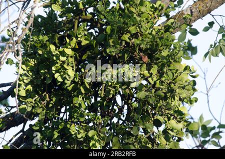 Oak Mistletoe, Phoradendron leucarpum Stock Photo - Alamy