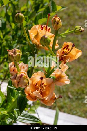 'Apricot Fudge' Asiatic Lily, Asiatisk lilja (Lilium asiatica Stock ...
