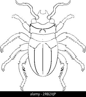 Scarab Beetle Outline for Colouring illustration Stock Vector Image ...
