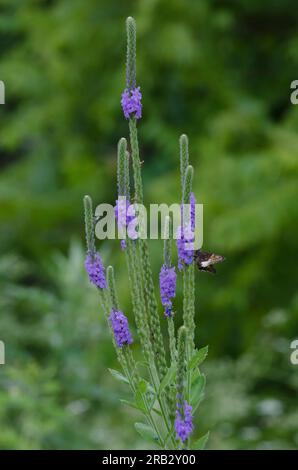 Hoary Edge, Cecropterus lyciades Stock Photo - Alamy