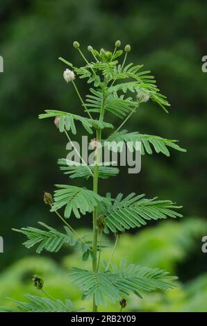 Illinois Bundleflower, Desmanthus illinoensis Stock Photo - Alamy