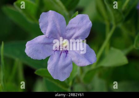 Prairie Petunia, Ruellia humilis Stock Photo - Alamy