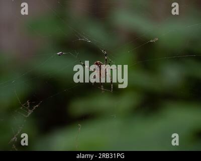 Close up of the underside of a barn spider or Araneus cavaticus eating ...