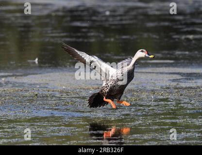 Images of waterfowl in flight poses and settled on water. Includes Spot ...