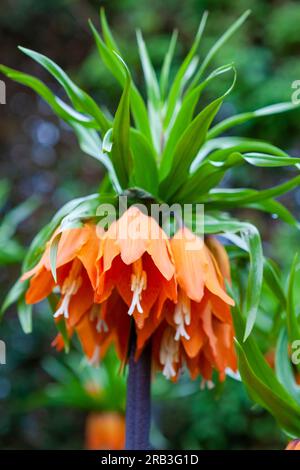 Fritillaria imperialis 'William Rex', aka Crown Imperial: RHS Rosemoor ...