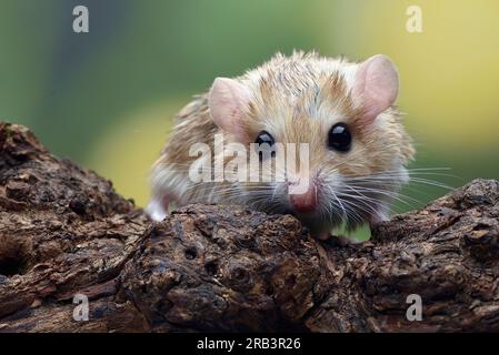 Close-up photo of Fat tailed gerbil (Pachyuromys duprasi Stock Photo ...