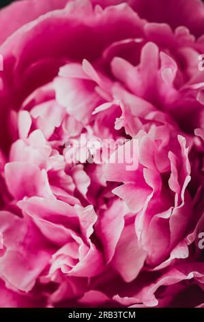 Close up of layers of pink peony flower petals in bloom Stock Photo - Alamy