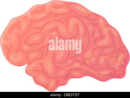 Human brain. Concept of wisdom, clever, smart. Internal organ, anatomy ...