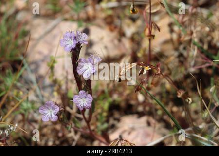 Transverse Range Scorpionweed, Phacelia Exilis, a native annual herb ...