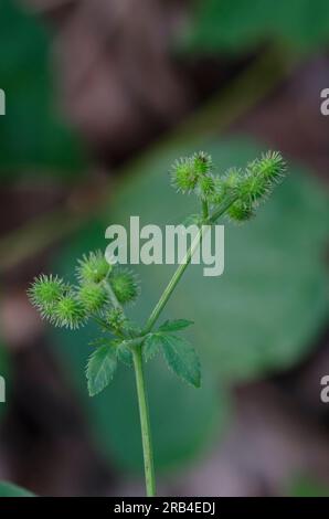 Canadian Blacksnakeroot, Sanicula canadensis Stock Photo - Alamy