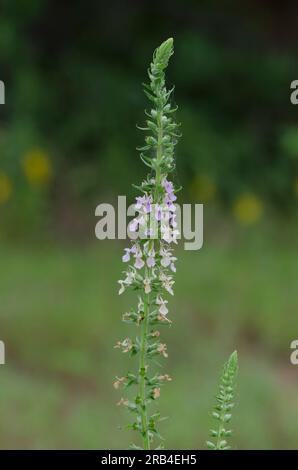 American germander (Teucrium canadense Stock Photo - Alamy