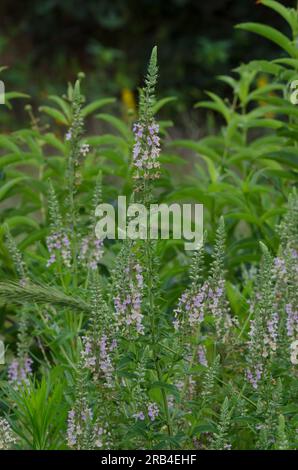 American germander (Teucrium canadense Stock Photo - Alamy