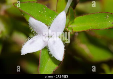 Virginia Buttonweed, Diodia virginiana Stock Photo - Alamy