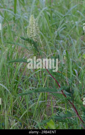 Canadian milk vetch Astragalus canadensis Canadian Rockies Stock Photo ...