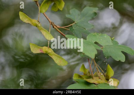Sycamore Acer pseudoplatanus, five lobed leaves with toothed margins ...