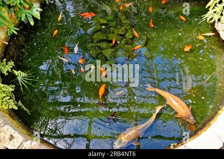Inverness Botanic Gardens Scotland fish pond and fish surrounded by ...